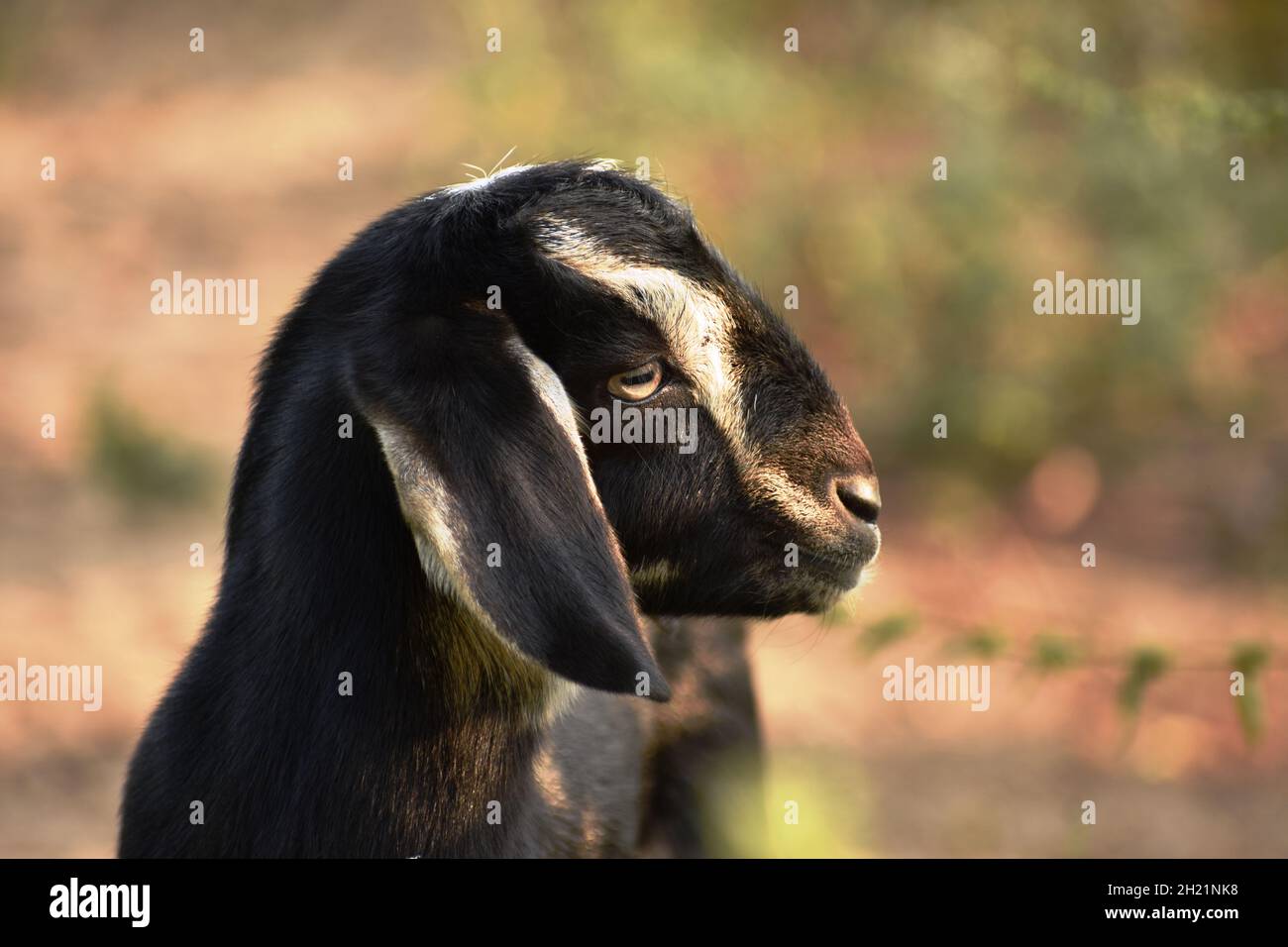 Lop eared goat hi-res stock photography and images - Alamy