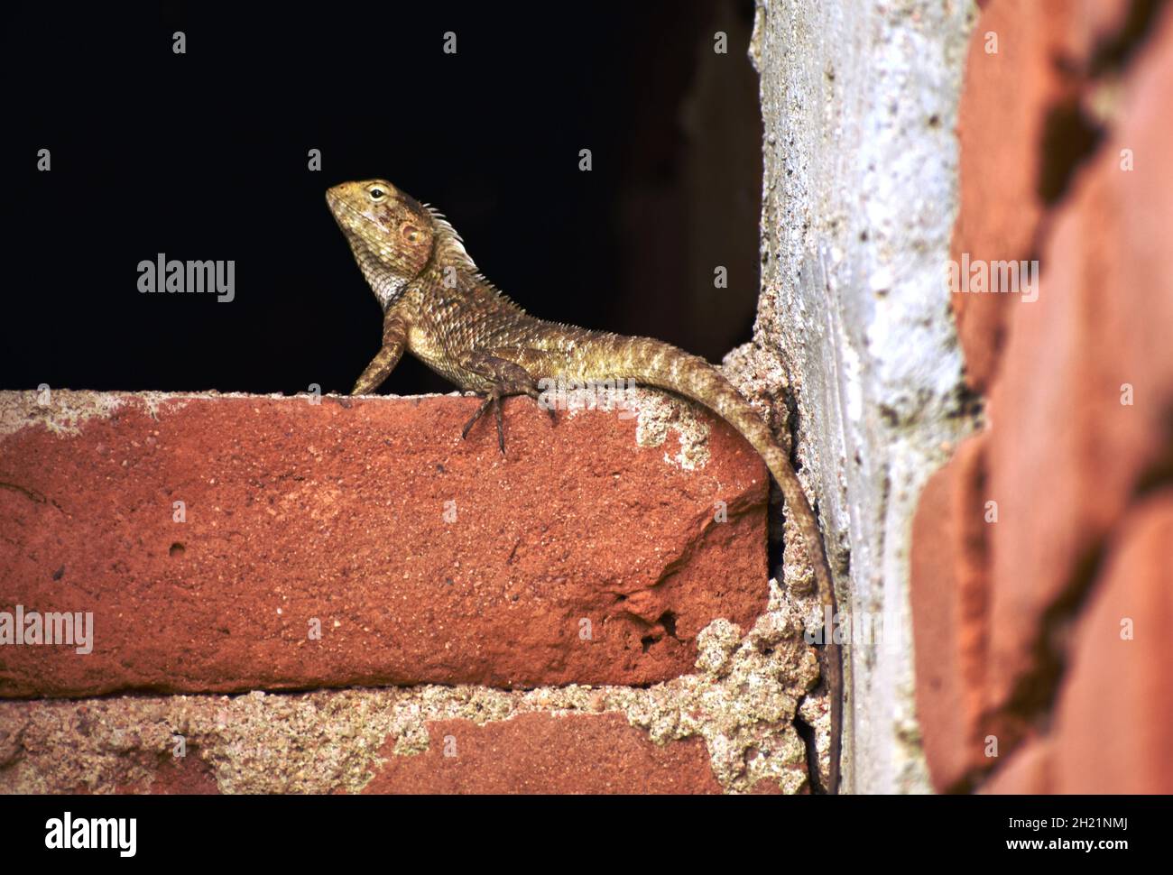 Beautiful closeup shot of an Oriental garden lizard or Changeable ...