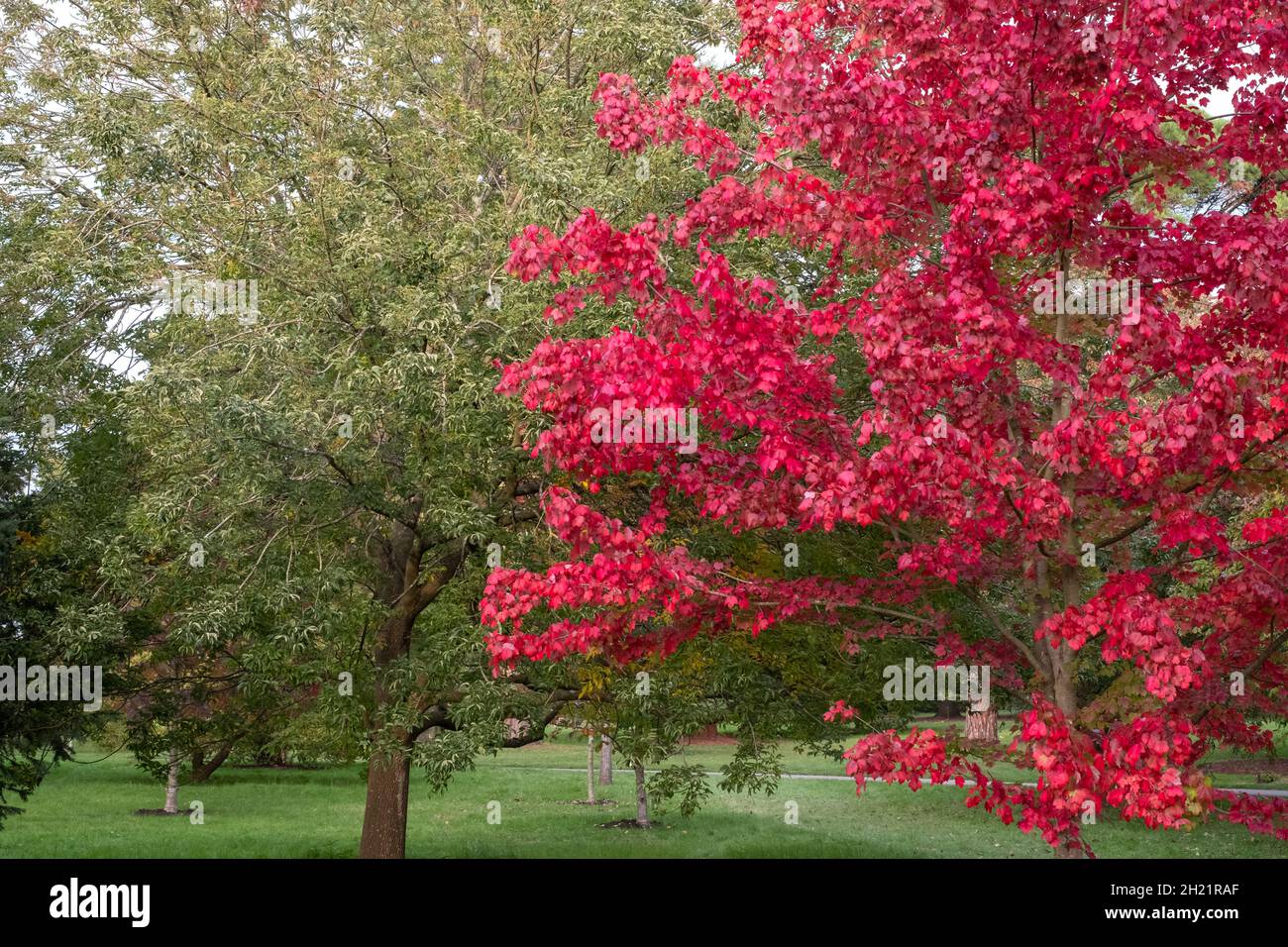 Trees photographed in Kew Gardens, London UK, in the late afternoon sun ...