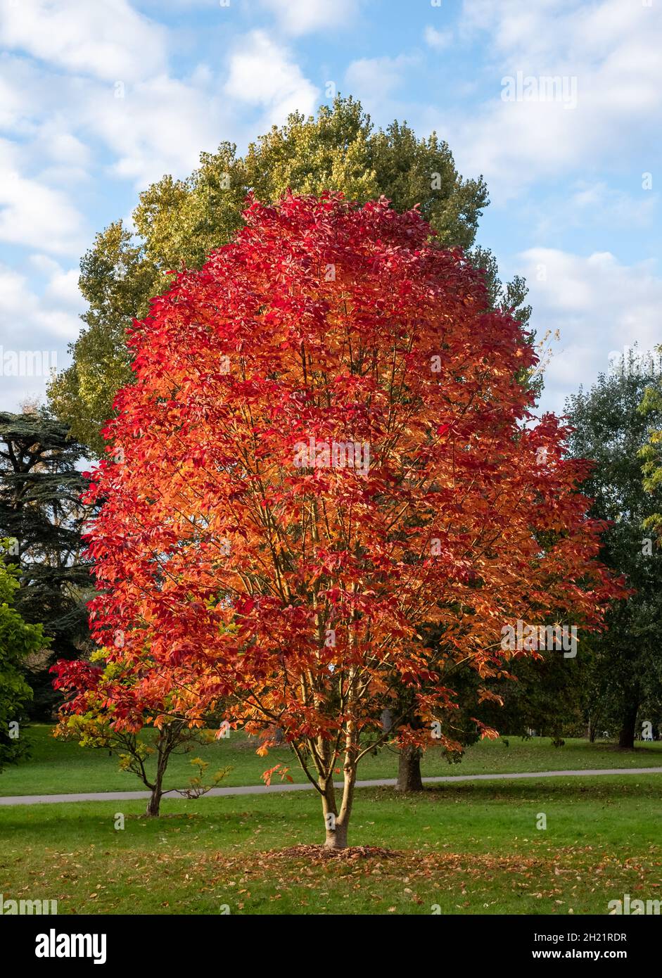 Trees photographed in Kew Gardens, London UK, in the late afternoon sun ...