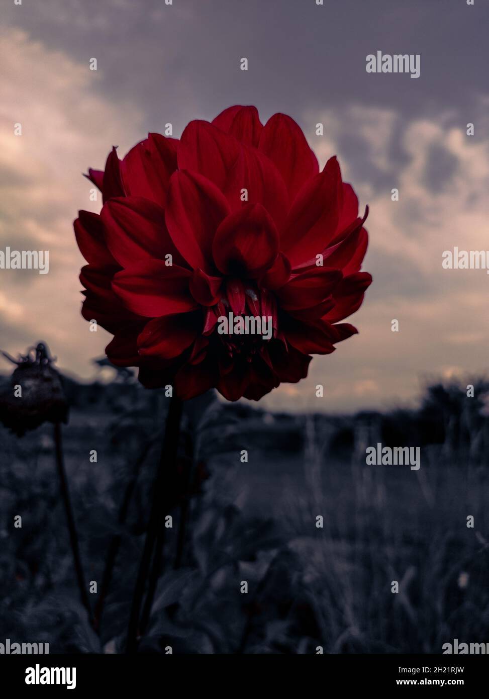 Colorkey hi-res stock photography and images - Alamy