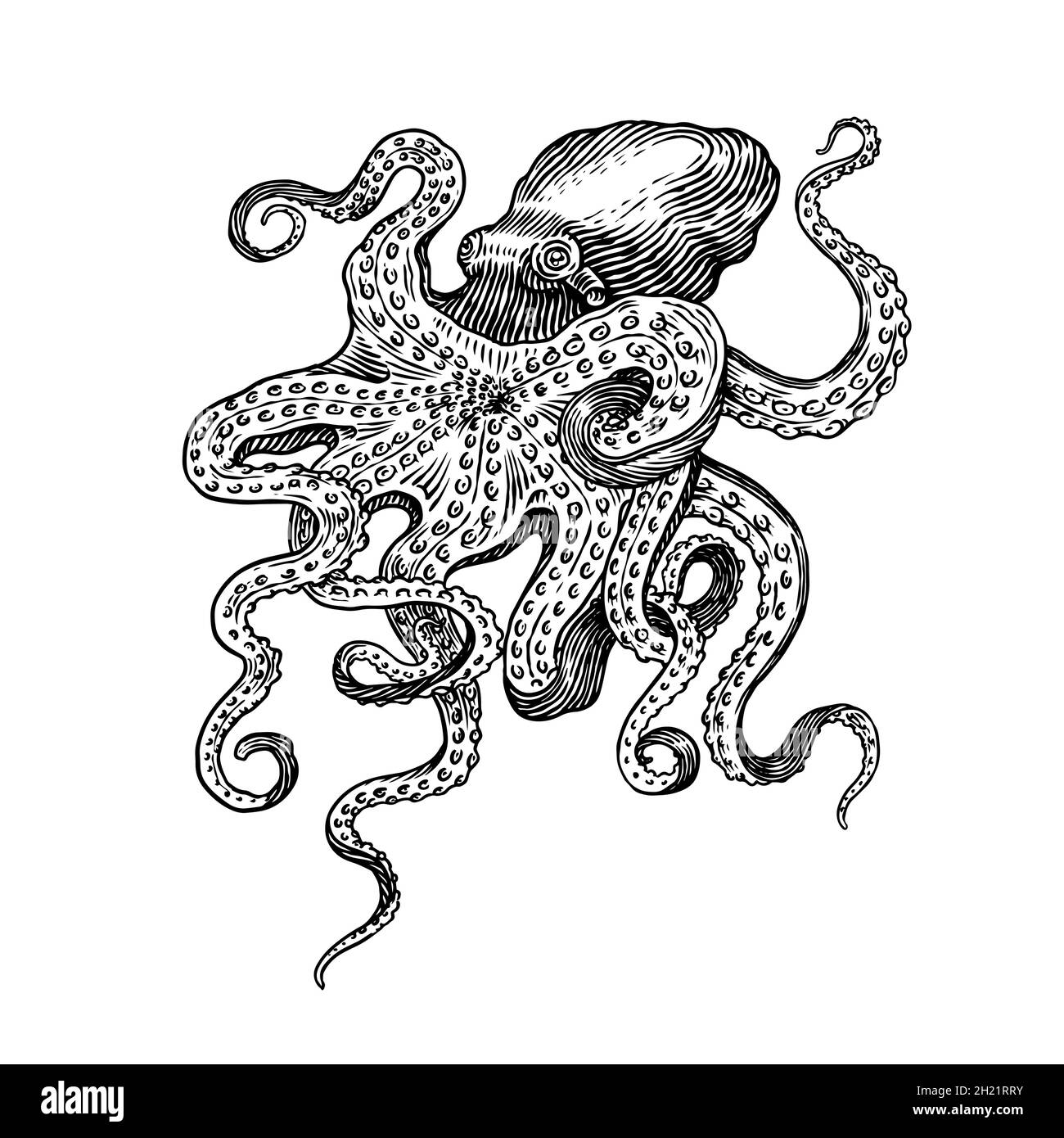 Sea octopus. Engraved hand drawn in old sketch, vintage creature ...