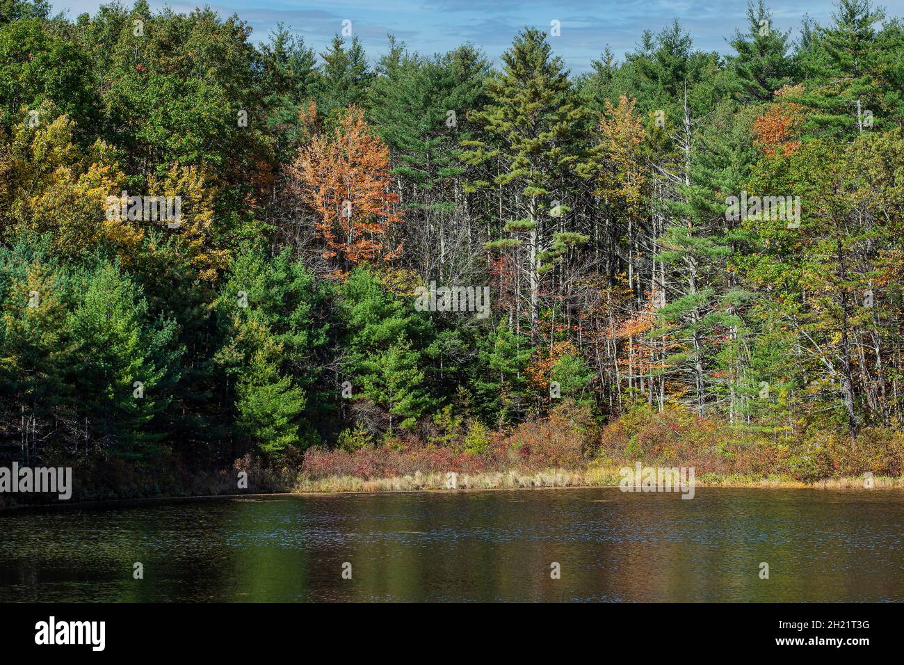 hint of autumn at pearl hill pond in pearl hill state forest in ...