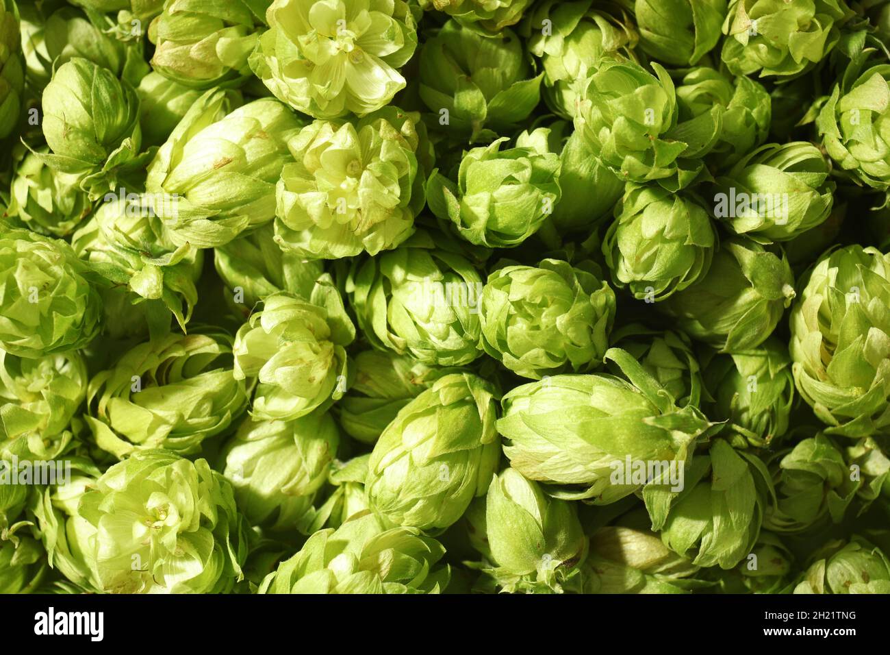 Fresh green hops as background. Beer production Stock Photo - Alamy
