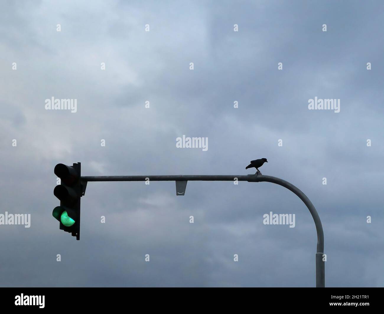 Bird perched on the post of traffic light when green color and cloudy ...