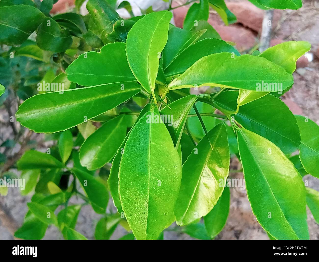 Closeup of the plant Stock Photo - Alamy
