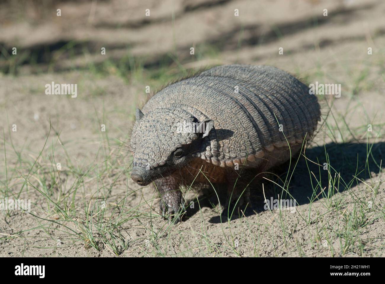 Armadillo burrow hi-res stock photography and images - Alamy