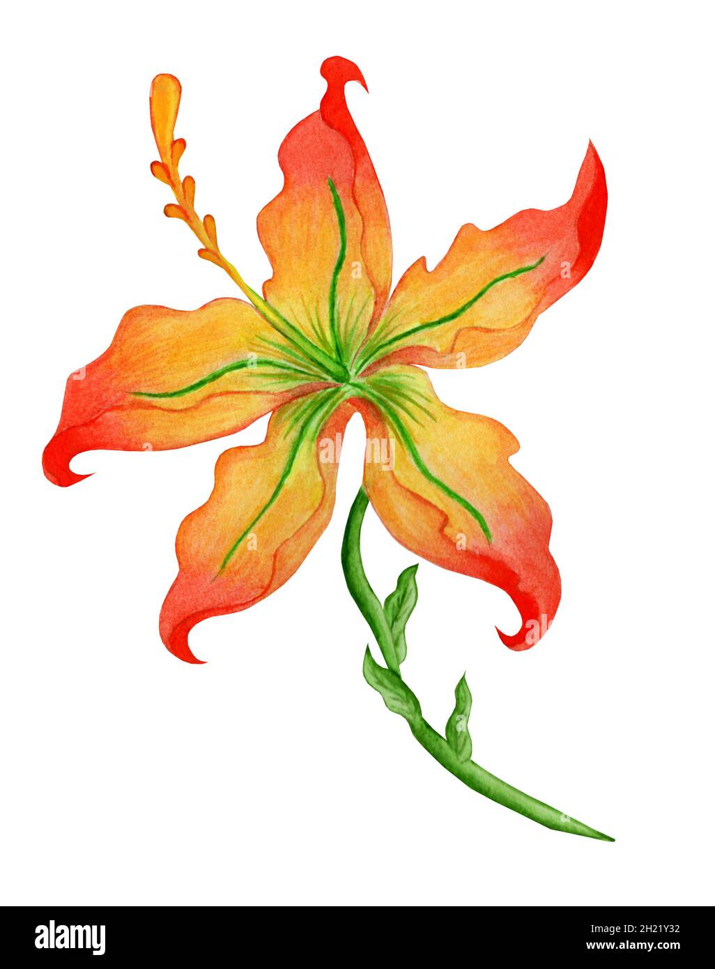 Red flower watercolor illustration. isolated on a white background ...