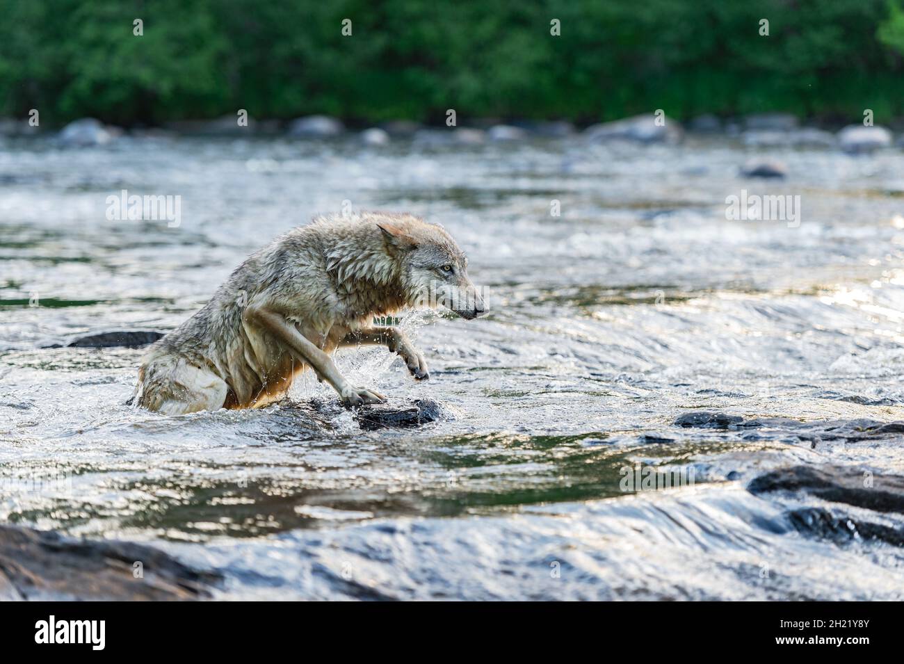 Grey Wolf (Canis lupus) Steps Up on Rock Ledge in River Summer ...