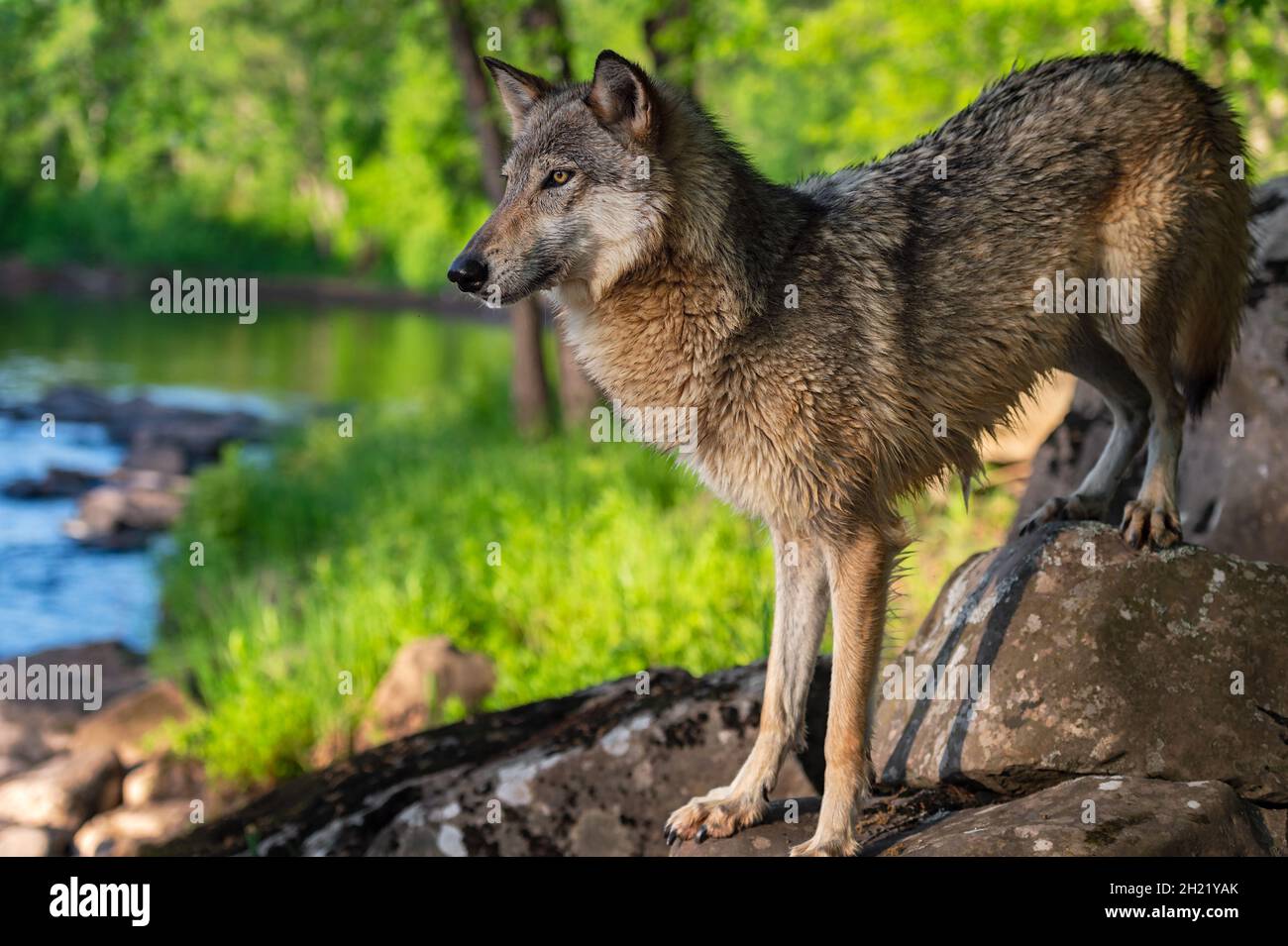 Wolf at feet hi-res stock photography and images - Alamy