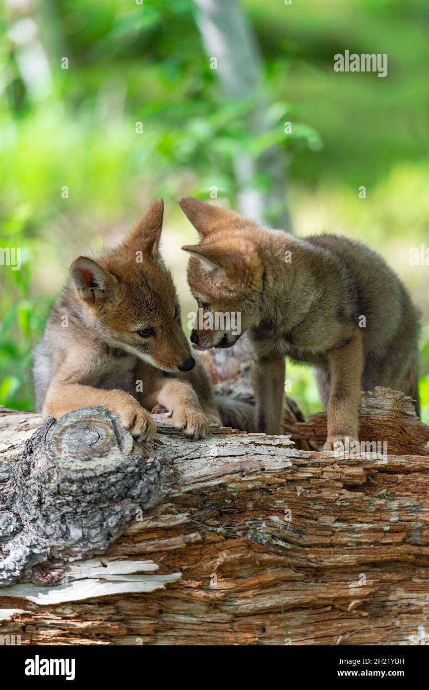 Coyote interaction hi-res stock photography and images - Alamy