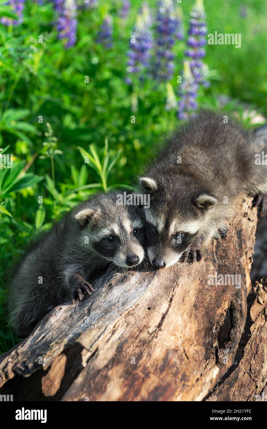 Two Raccoons (Procyon lotor) Head to Head on Log Summer - captive ...