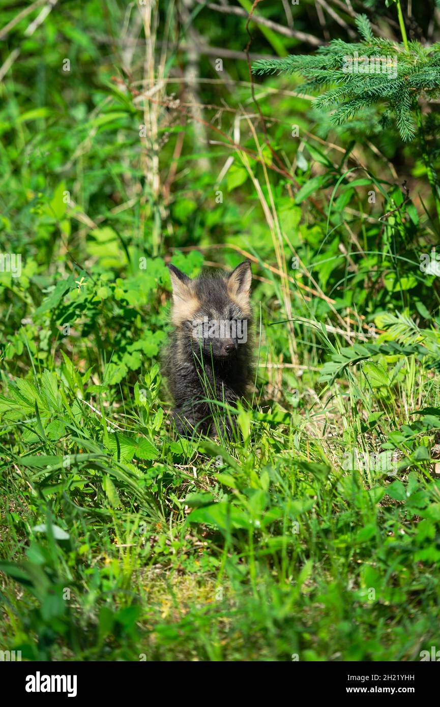 Red Fox (Vulpes vulpes) Kit Sits Alone in Grass Summer - captive animal ...