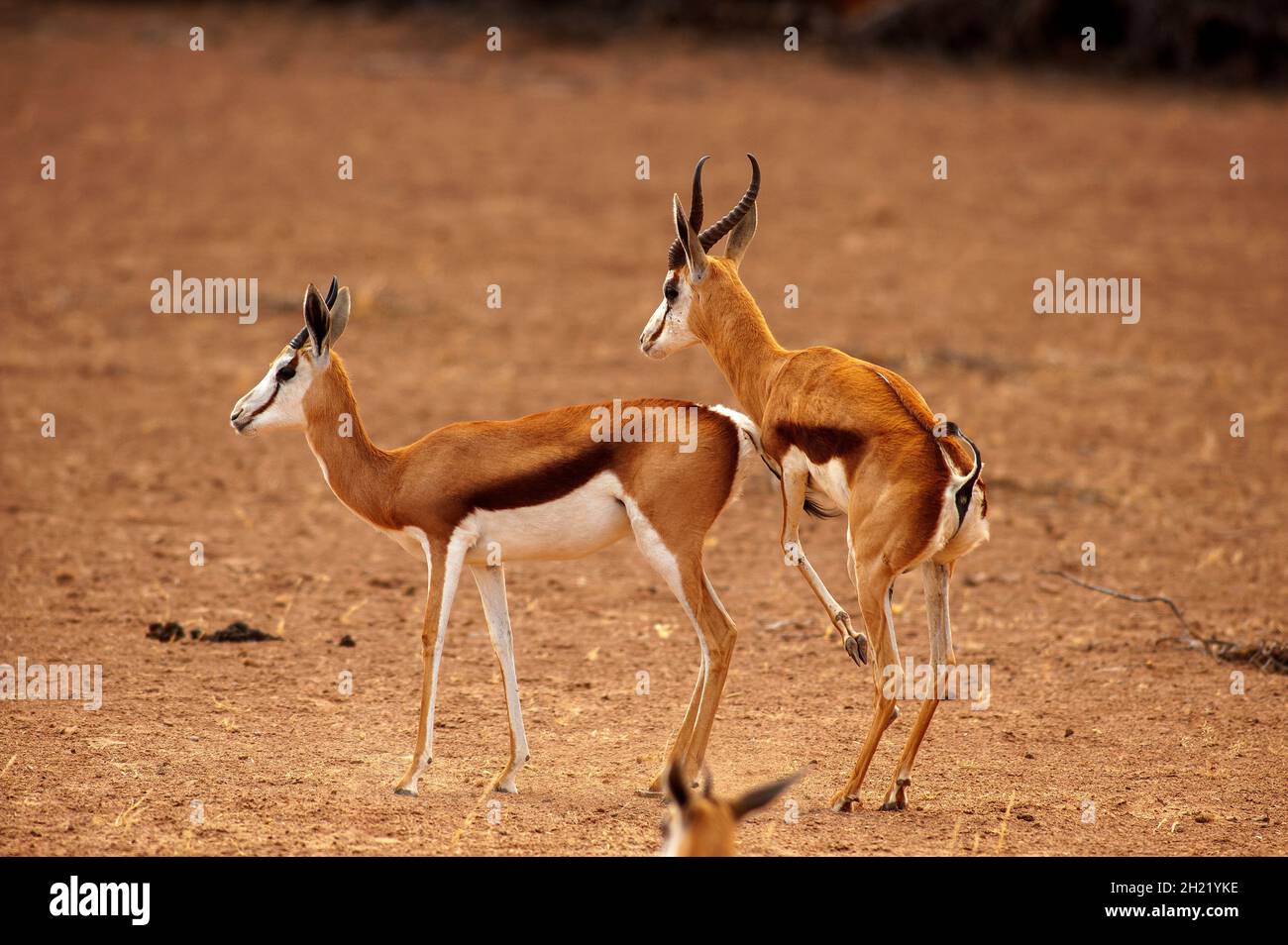 Springbok Mating High Resolution Stock Photography and Images - Alamy
