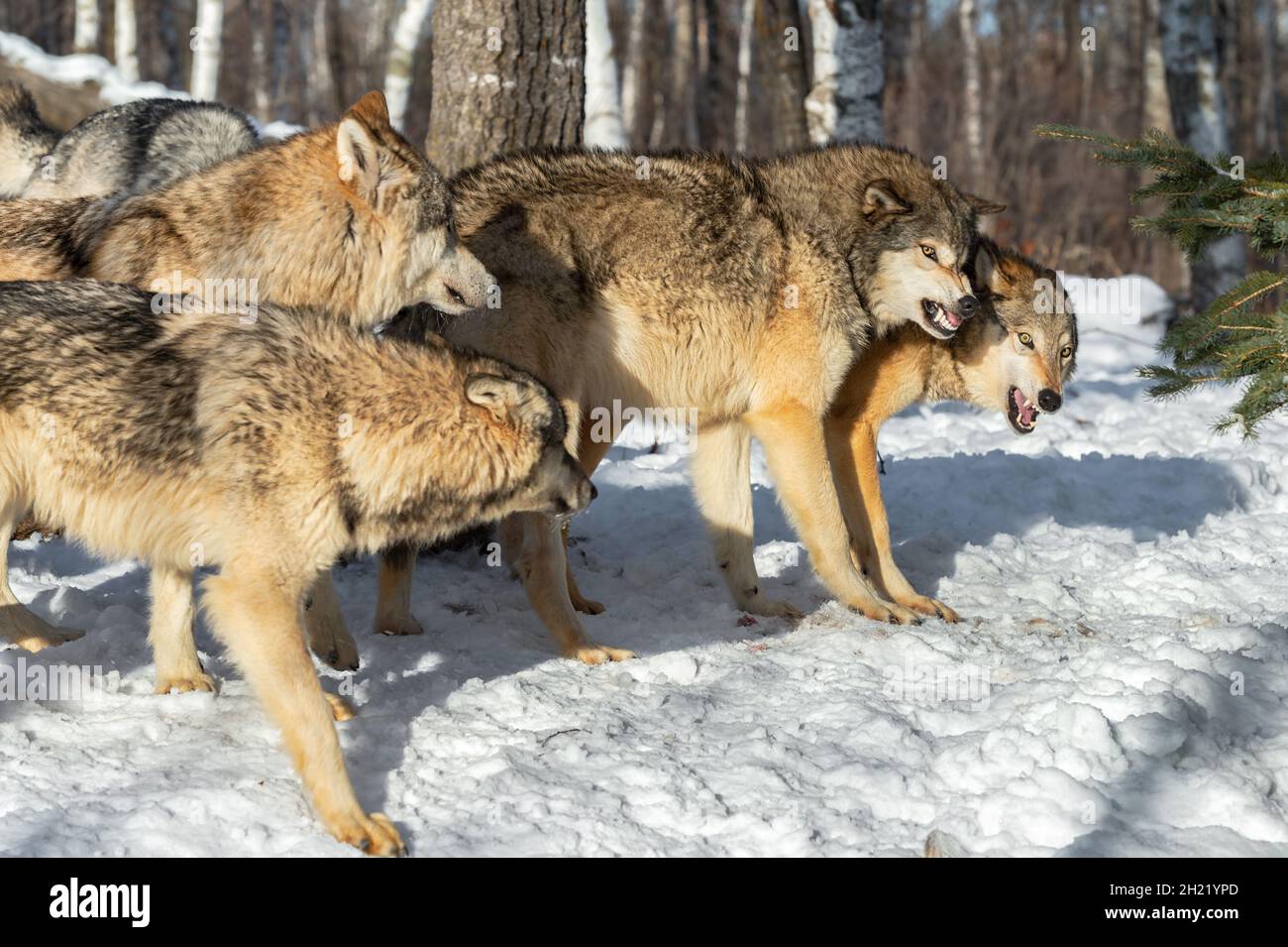 Grey Wolf (Canis lupus) Shoulders Into Packmate Showing Dominance Rest ...