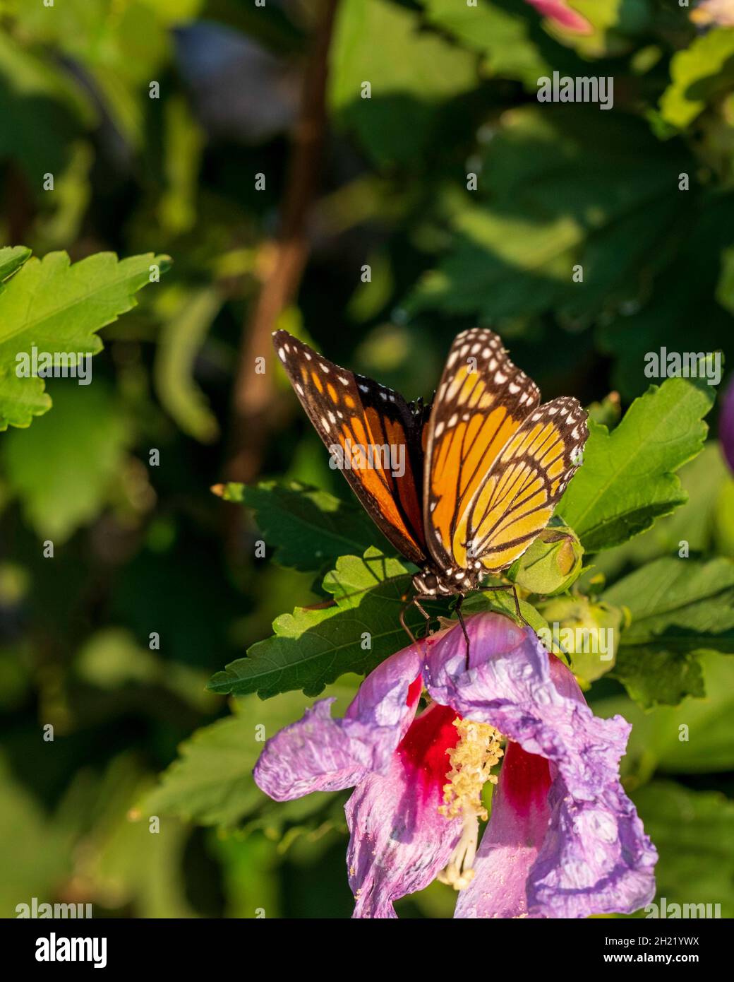 Viceroy butterfly a mimic monarch butterfly hi-res stock photography ...