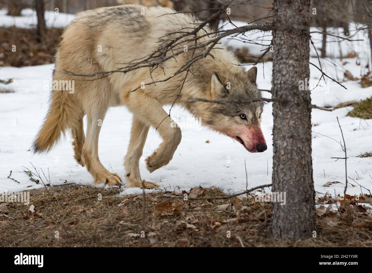 Grey Wolf (Canis lupus) With Bloody Muzzle Prowls Under Tree Winter ...