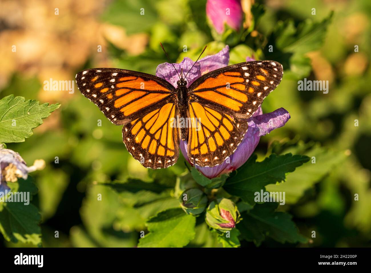 Viceroy butterfly, Limenitis archippus, a Monarch mimic, an example of ...