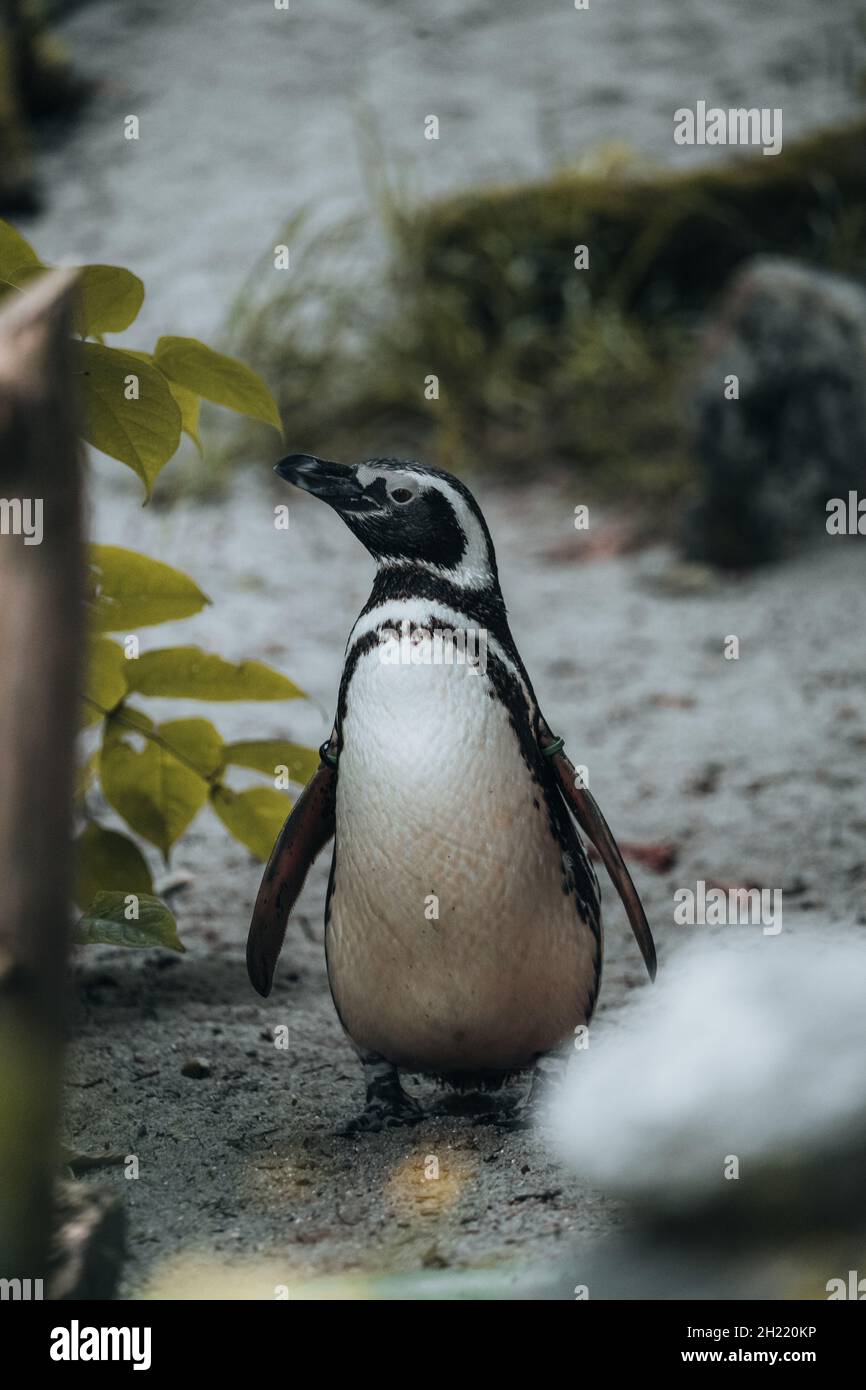 Eudyptes warhami hi-res stock photography and images - Alamy