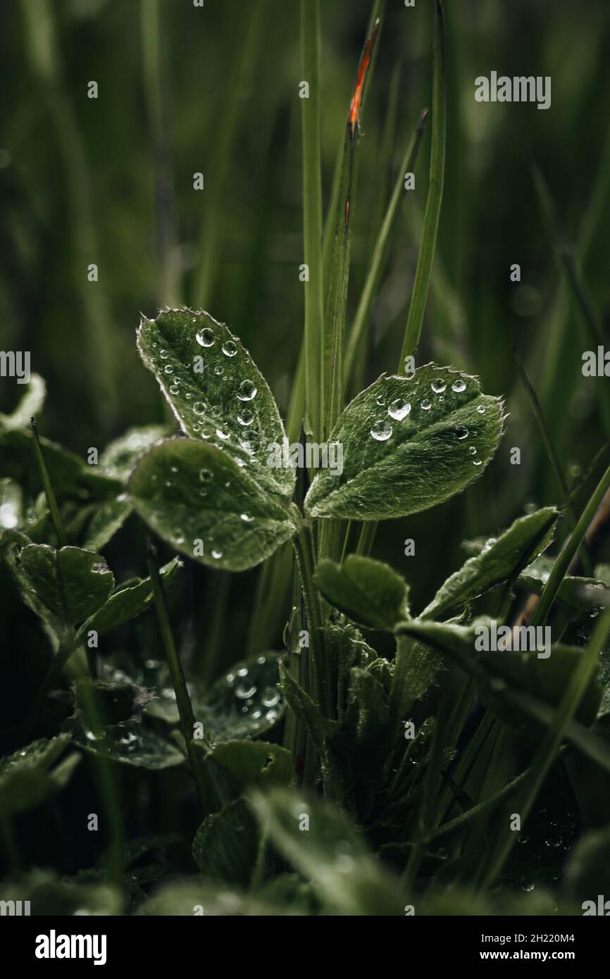 Vertical shot of a plant in nature after rain Stock Photo - Alamy