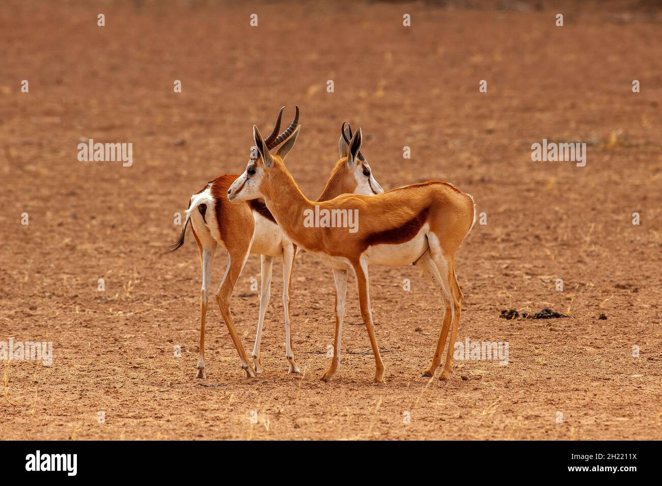 Springboks mating, Kgalagadi Transfontier Park, South Africa Stock ...