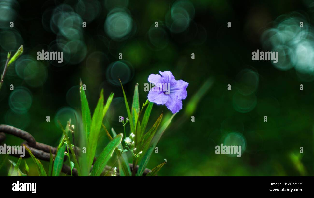 Ruellia simplex hi-res stock photography and images - Alamy