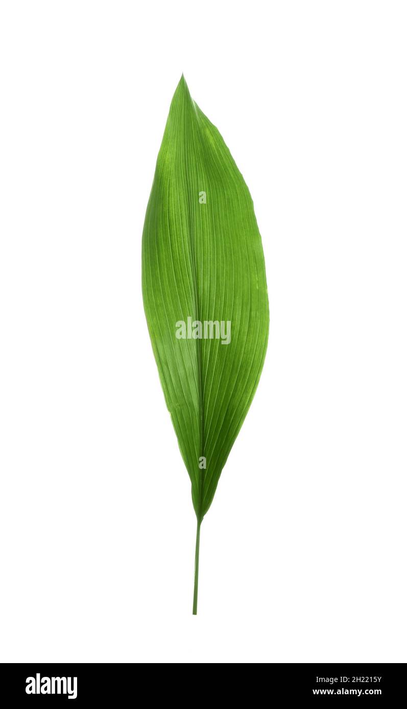 Aspidistra Leaves High Resolution Stock Photography and Images - Alamy