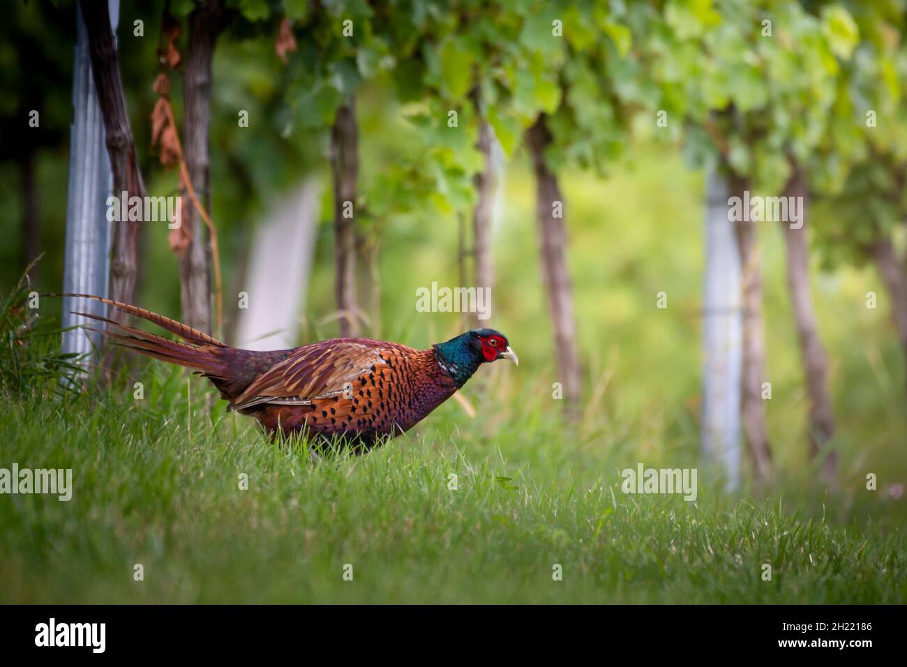 Colorful Ring-necked Pheasant on the grassy field Stock Photo - Alamy