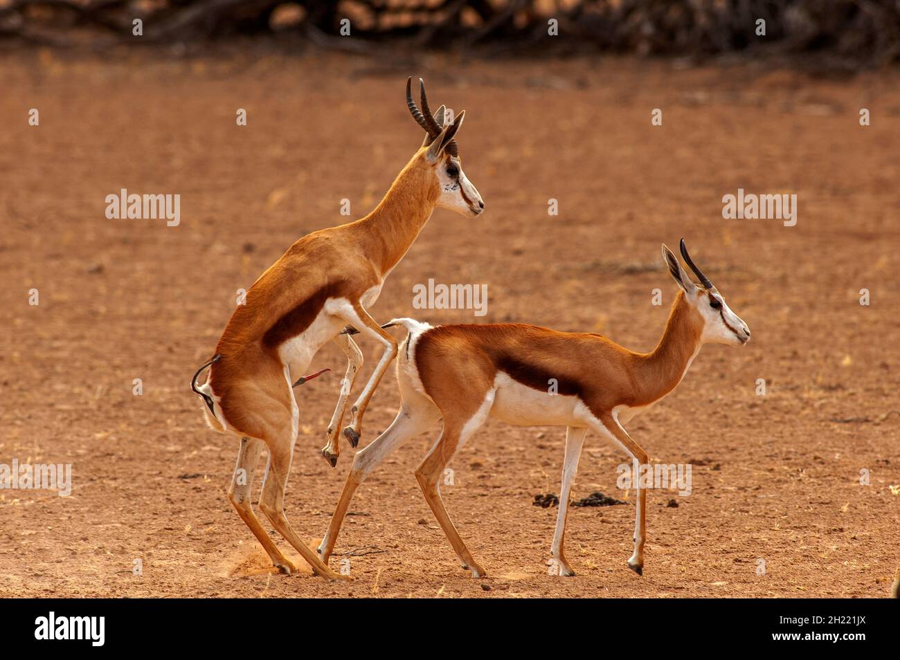 Springboks mating, Kgalagadi Transfontier Park, South Africa Stock ...