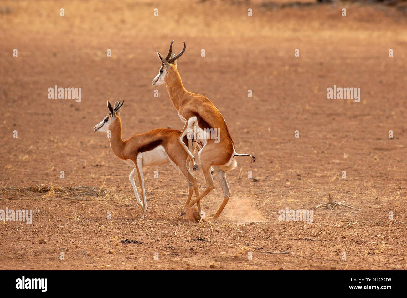 Springboks mating, Kgalagadi Transfontier Park, South Africa Stock ...