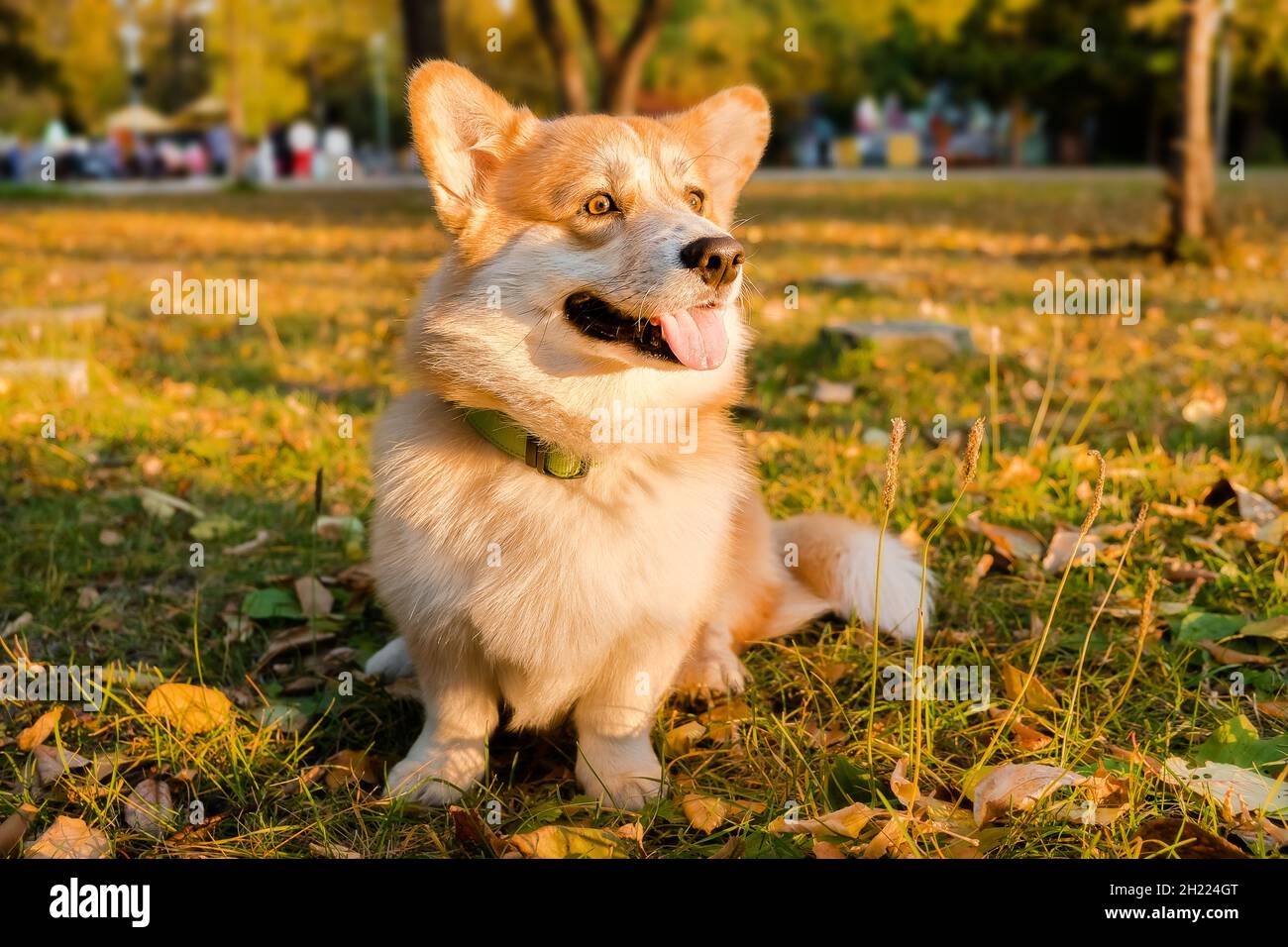 Corgi Smiling