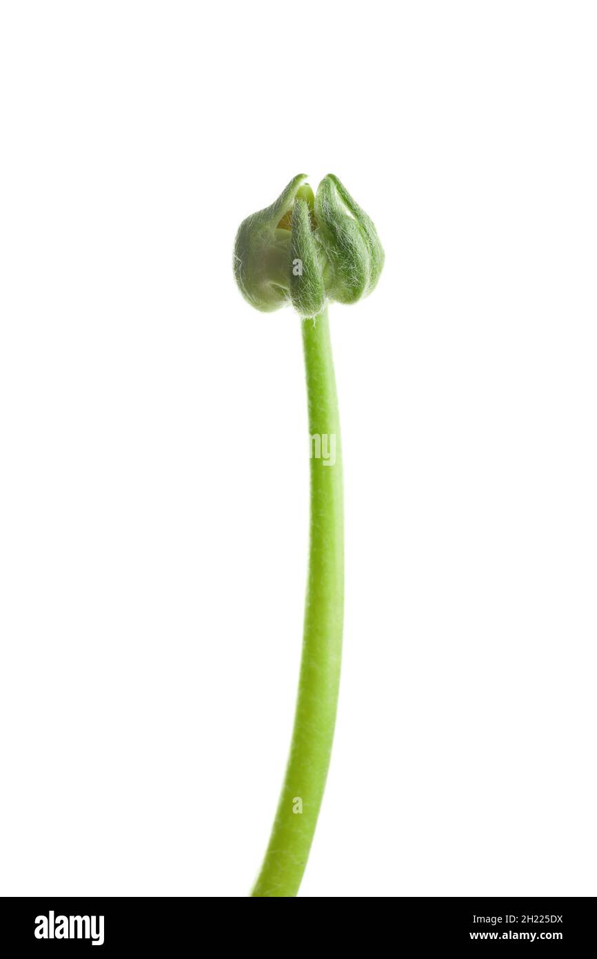 Bud of ranunculus flower on white background Stock Photo - Alamy