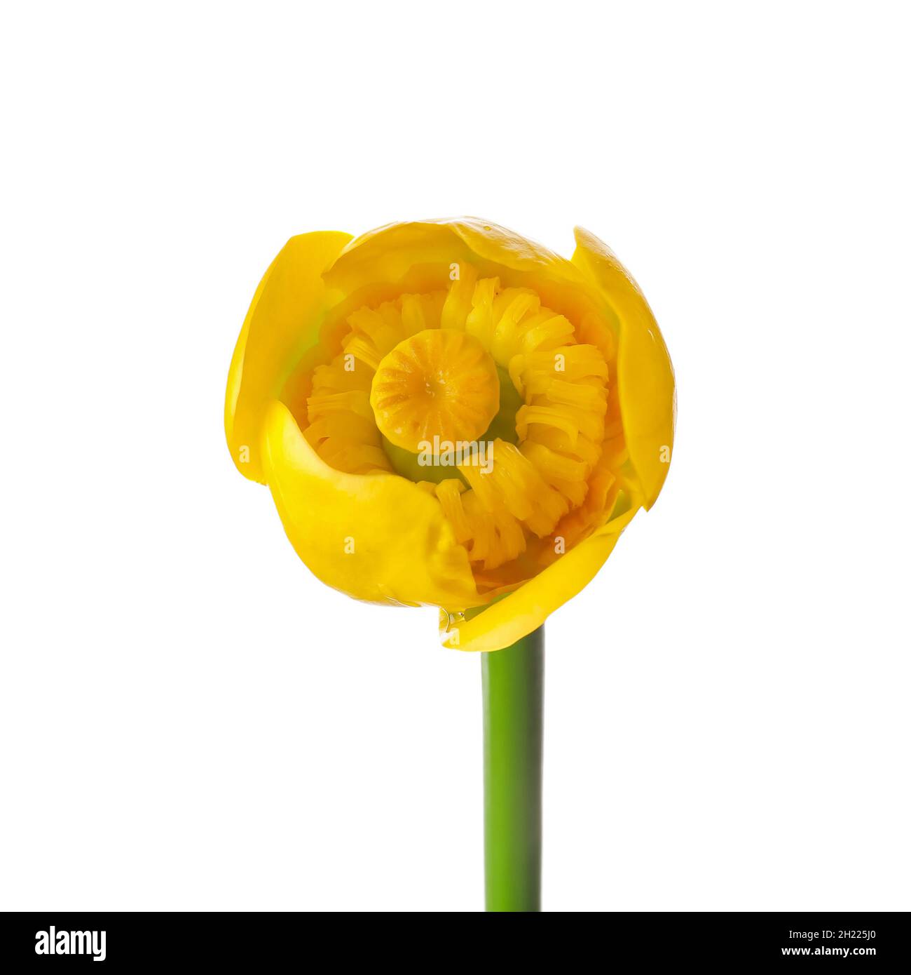 Unopened lotus bud hi-res stock photography and images - Alamy