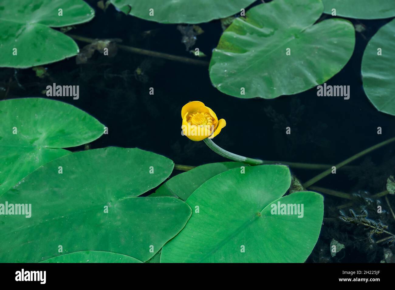 Beautiful unopened lotus flower in pond Stock Photo - Alamy