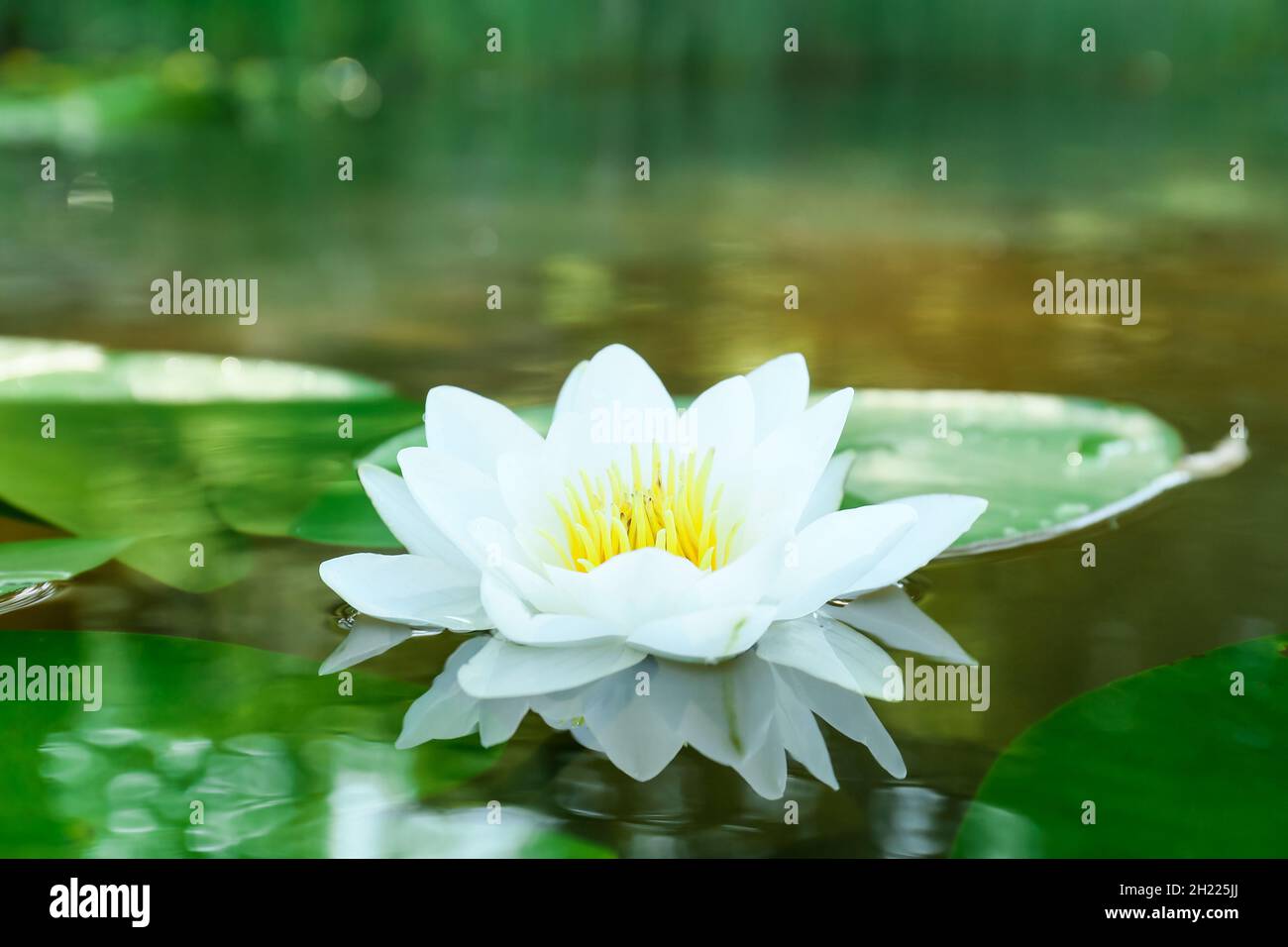 Beautiful blooming lotus flower in water Stock Photo - Alamy