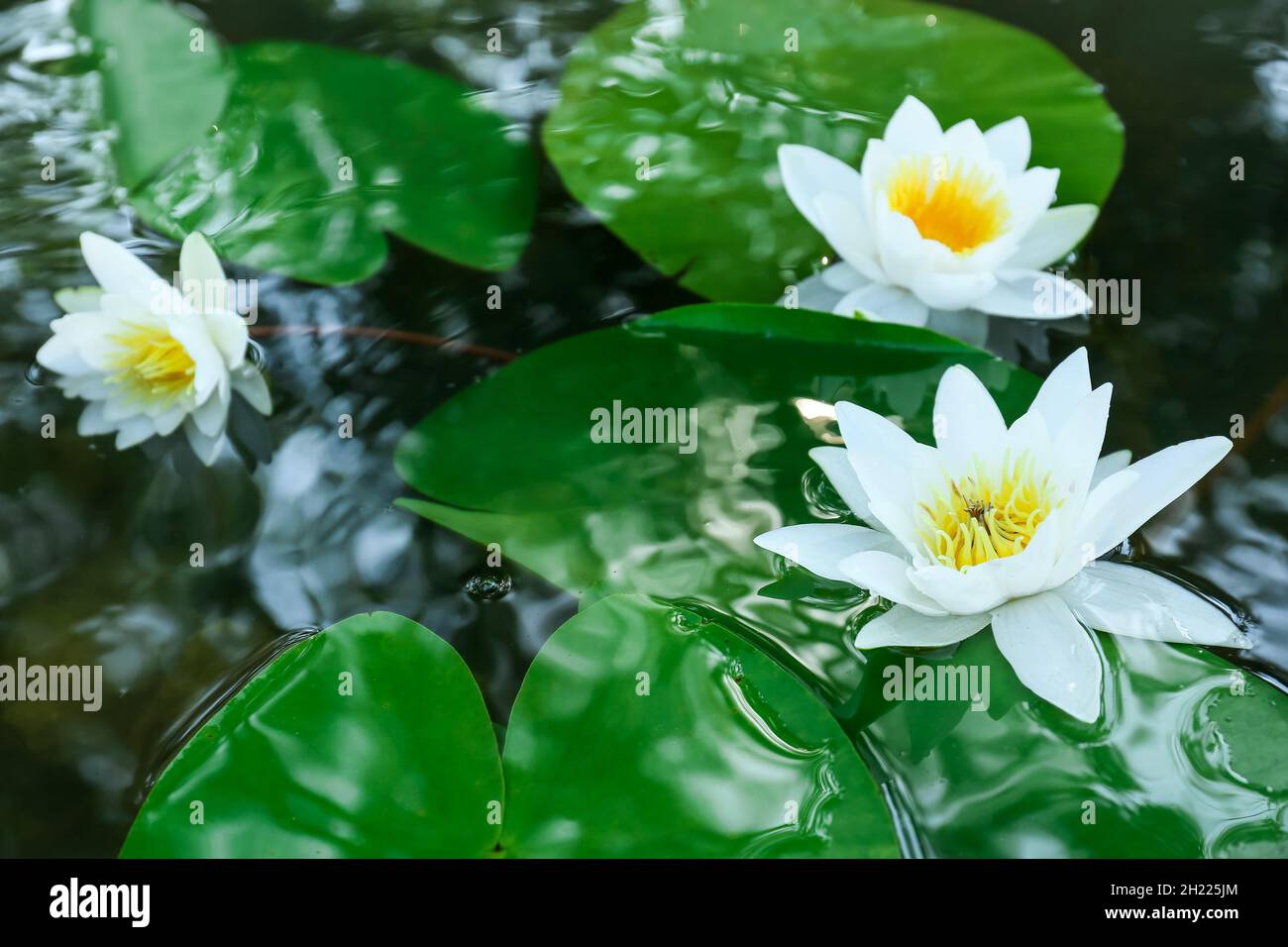 Beautiful blooming lotus flowers in pond Stock Photo - Alamy