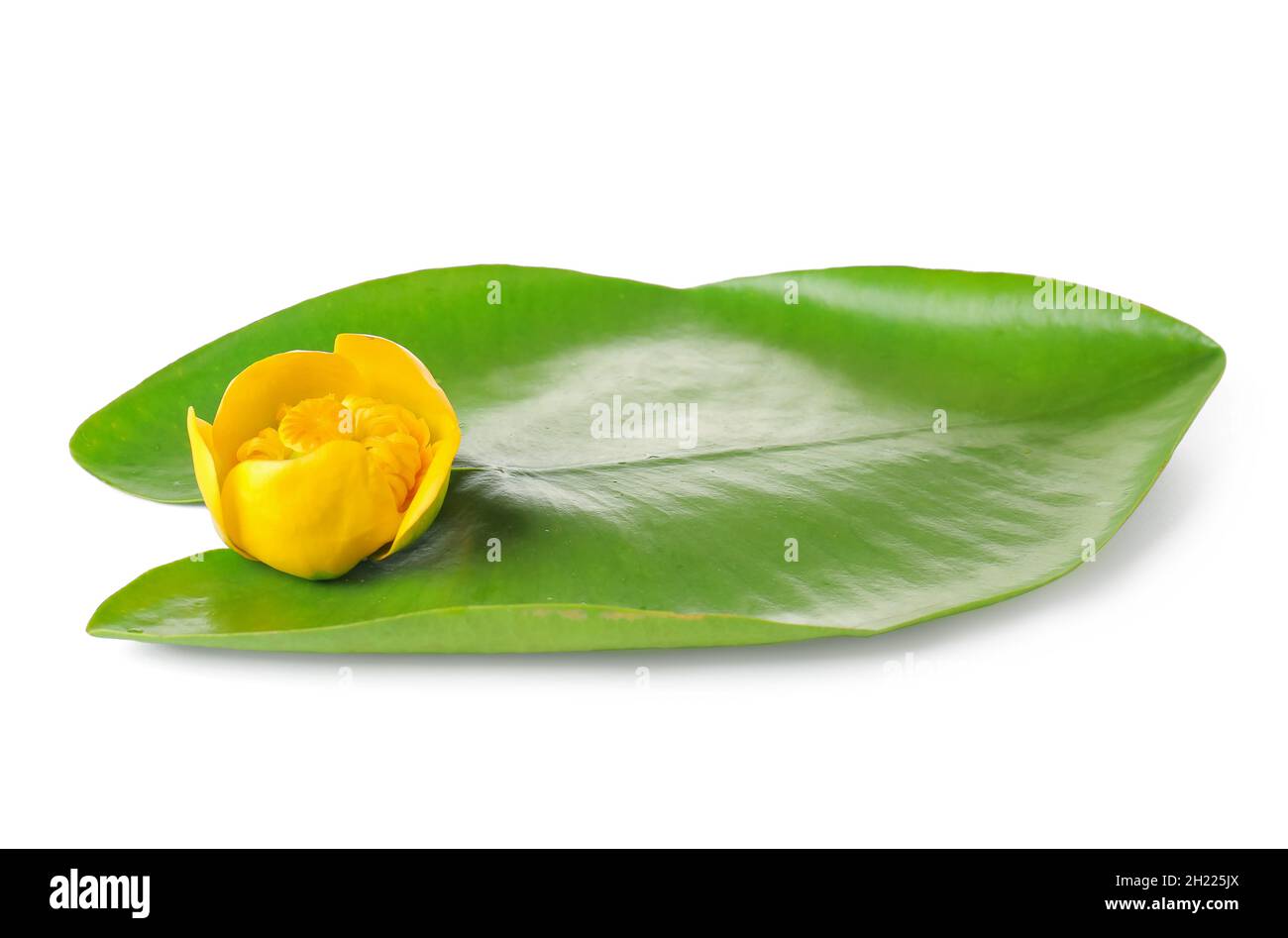 Unopened bud of beautiful lotus flower and green leaf on white ...