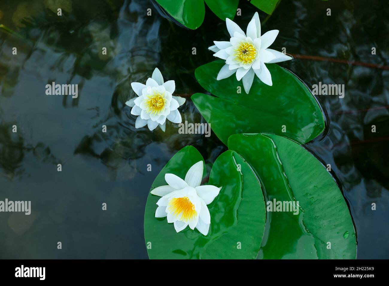 Beautiful white lotus flowers in water Stock Photo - Alamy