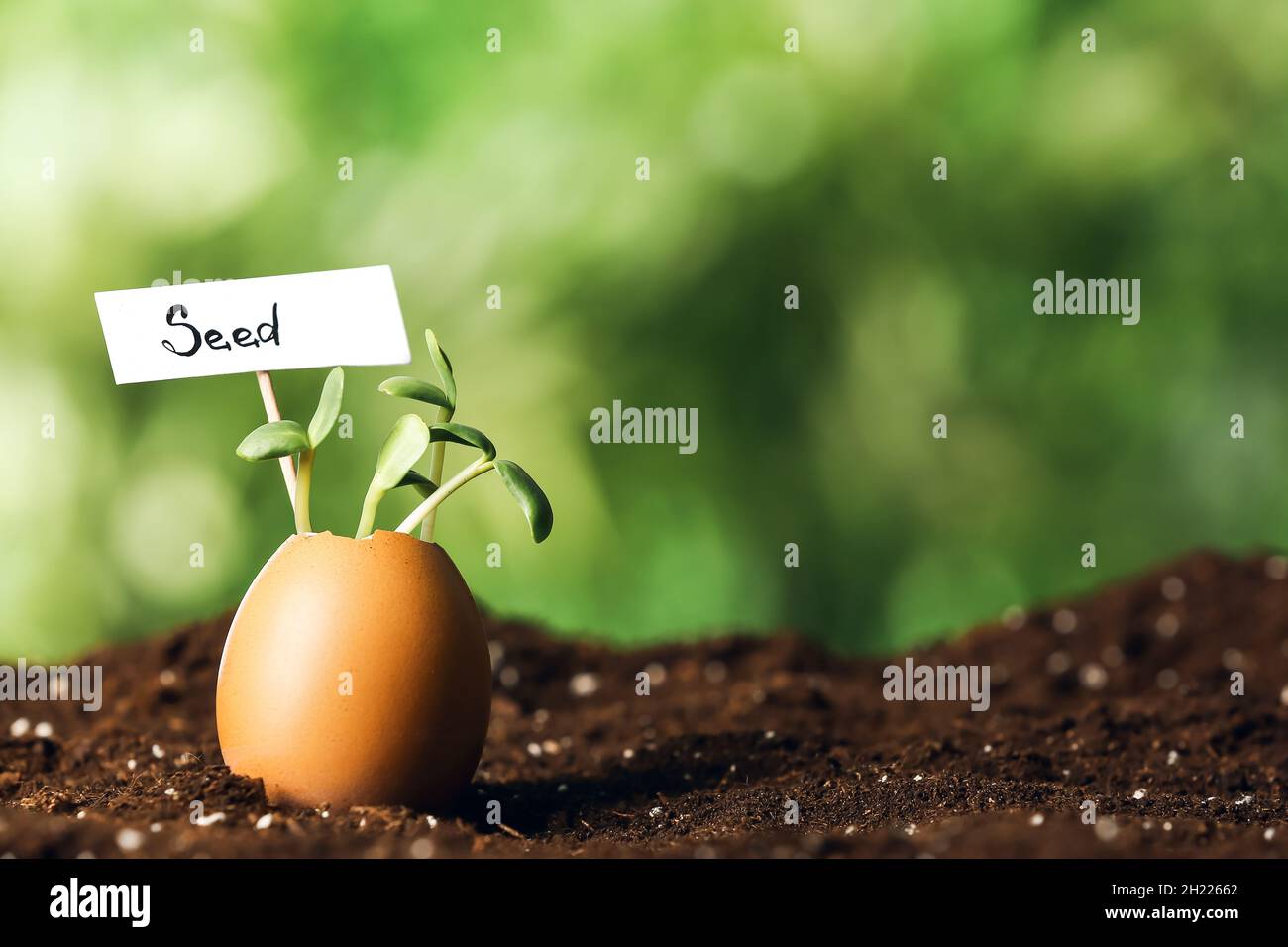 Seedling The With Word High Resolution Stock Photography and Images - Alamy