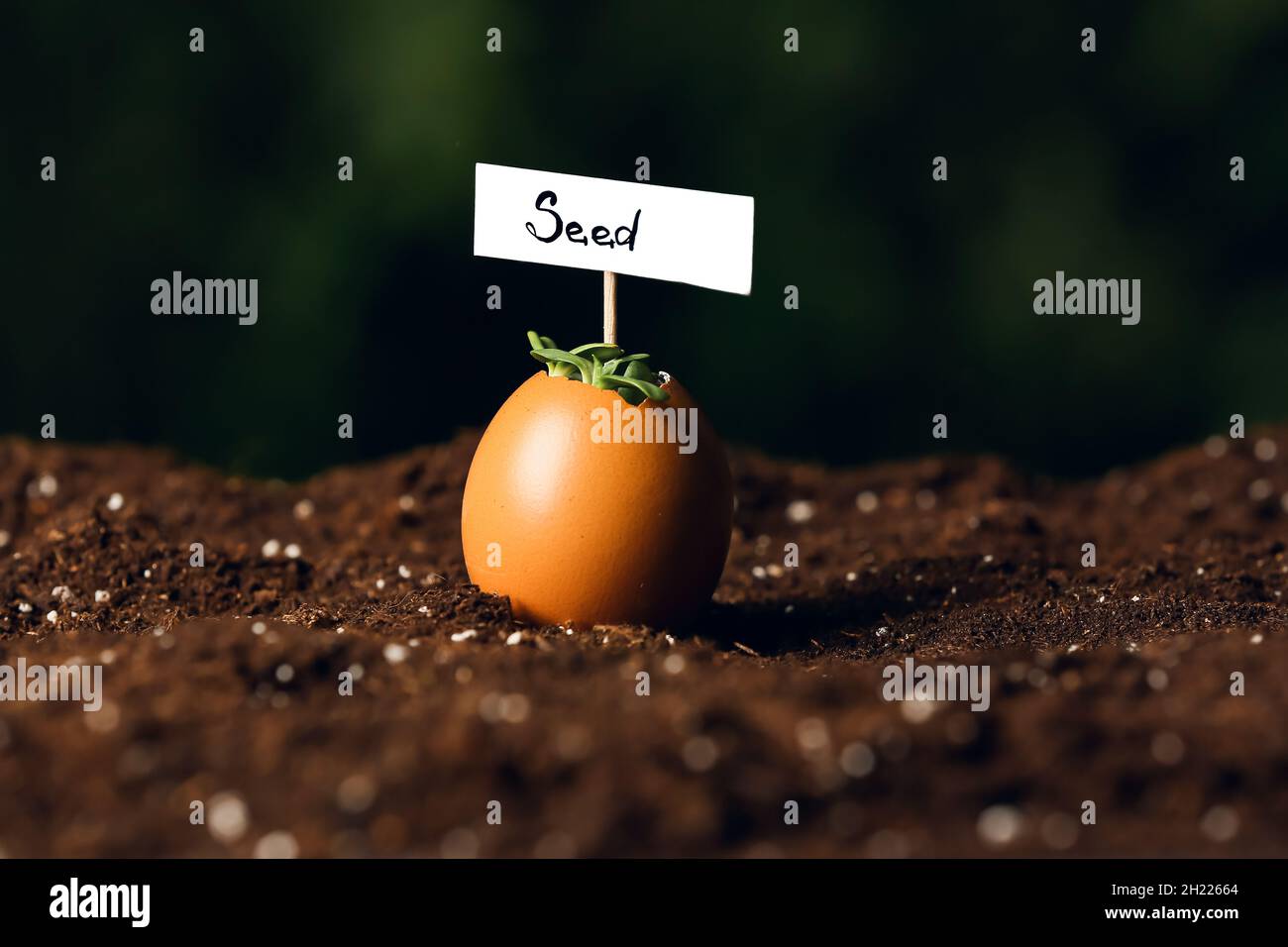 Seedling the with word hi-res stock photography and images - Alamy