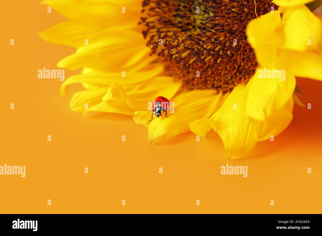 Ladybird on sunflower hi-res stock photography and images - Alamy