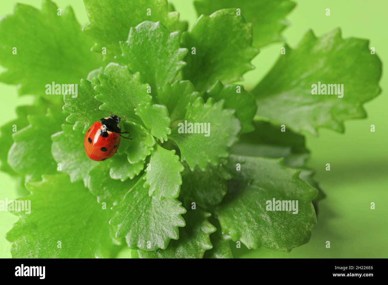 Small ladybird and plant on color background, closeup Stock Photo - Alamy