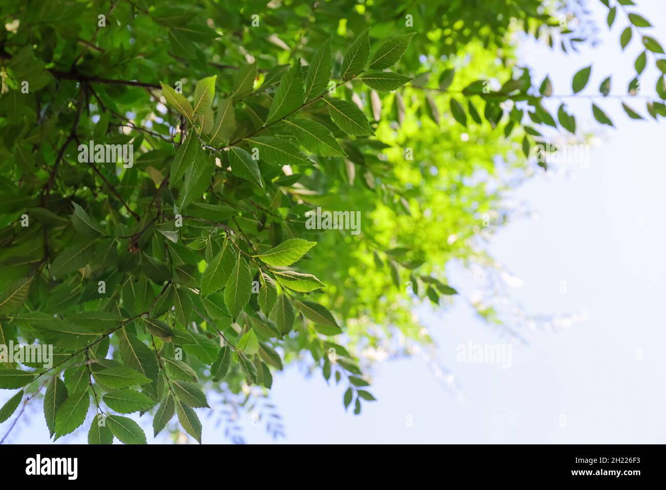 Ash tree branches with green leaves on sky background Stock Photo - Alamy