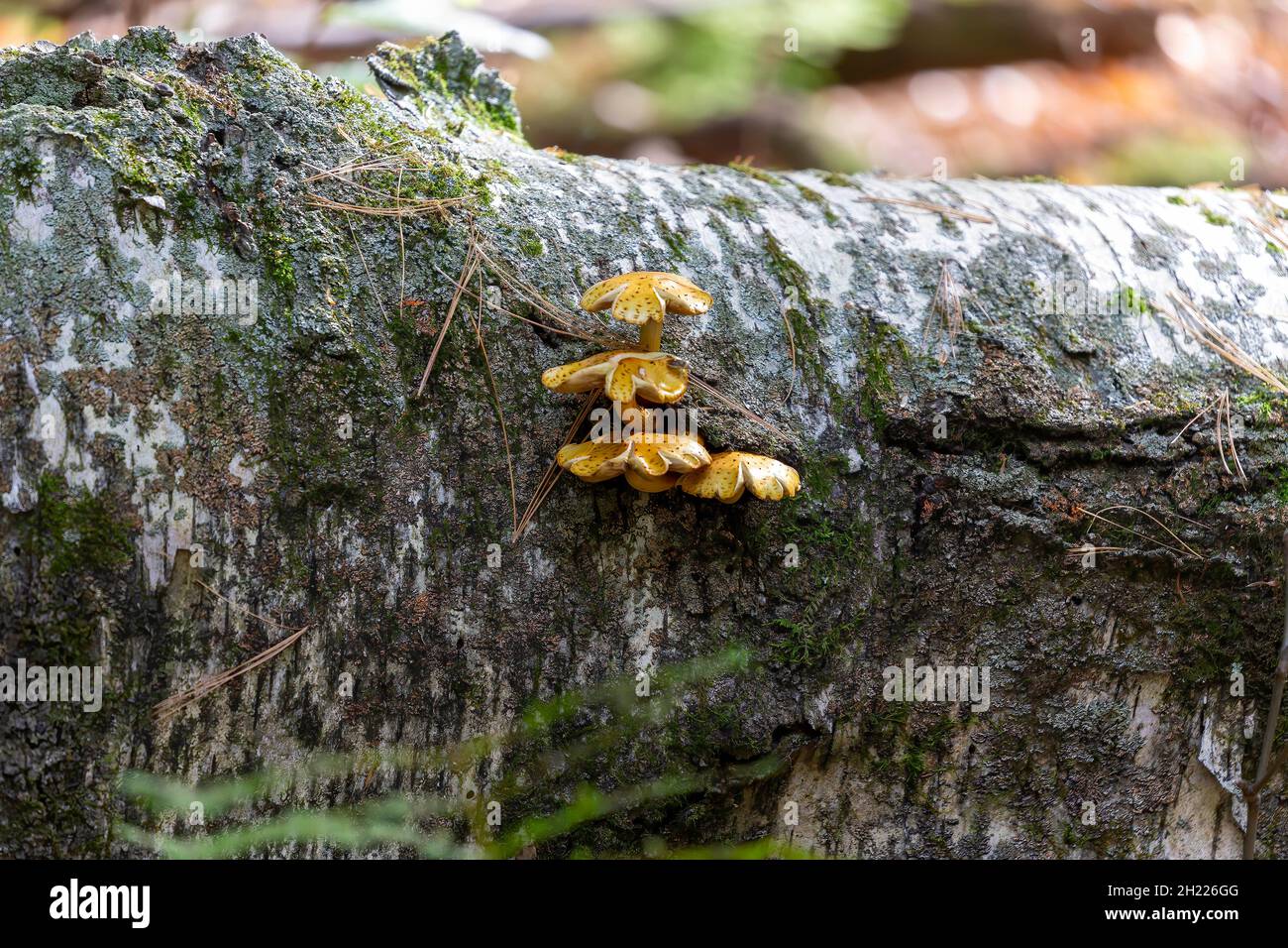 Wood destroying fungus hi-res stock photography and images - Alamy