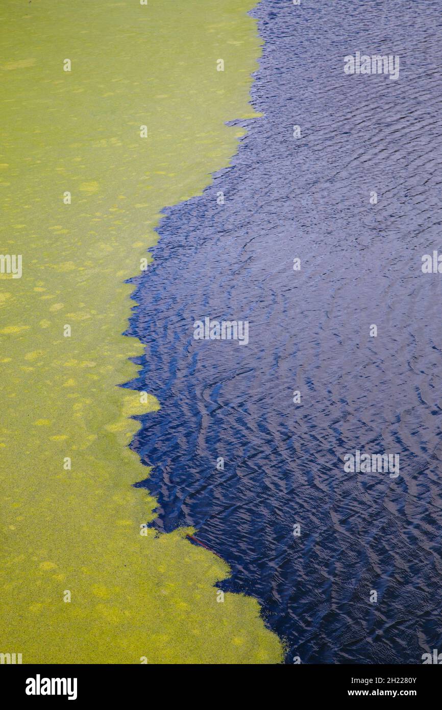 green algae floating on rippled water surface of the pond with ...