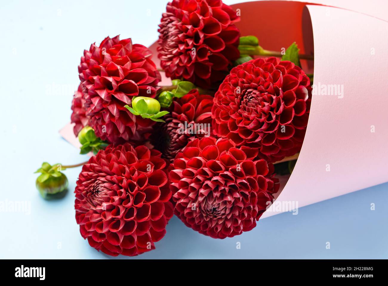 Bouquet of beautiful dahlias wrapped in paper on color background ...
