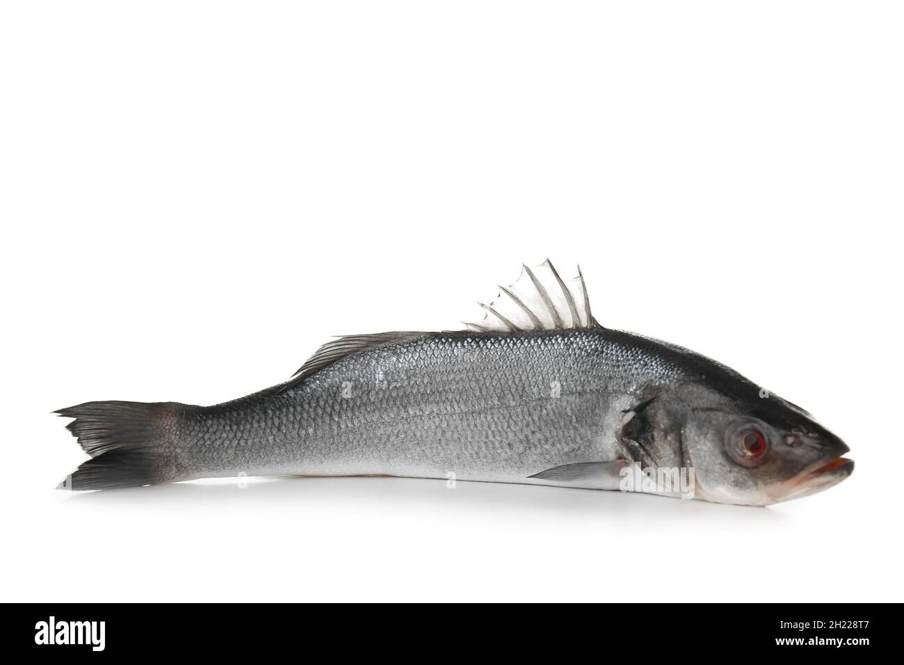 Fresh uncooked sea bass fish on white background Stock Photo - Alamy
