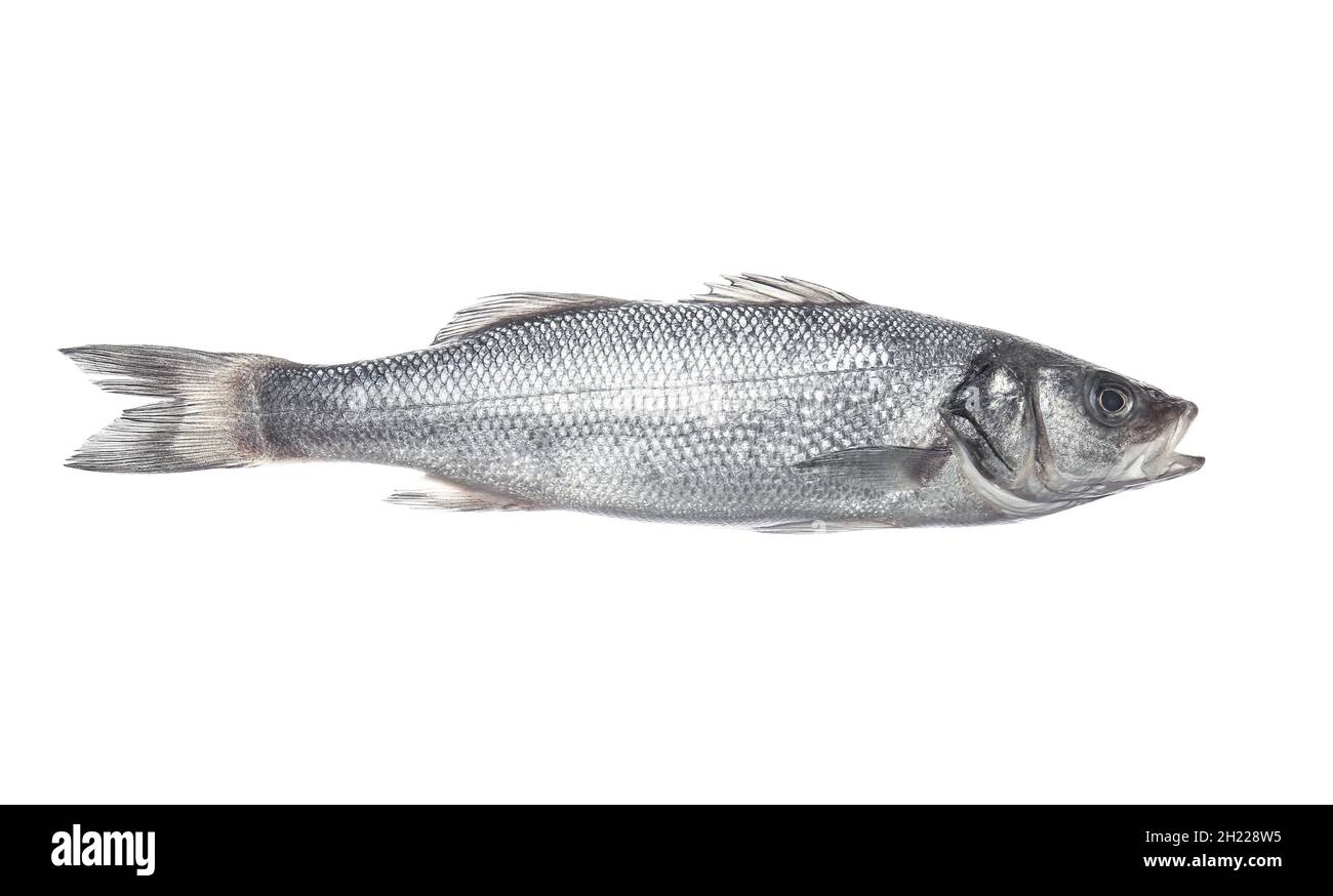 Fresh uncooked sea bass fish on white background Stock Photo - Alamy