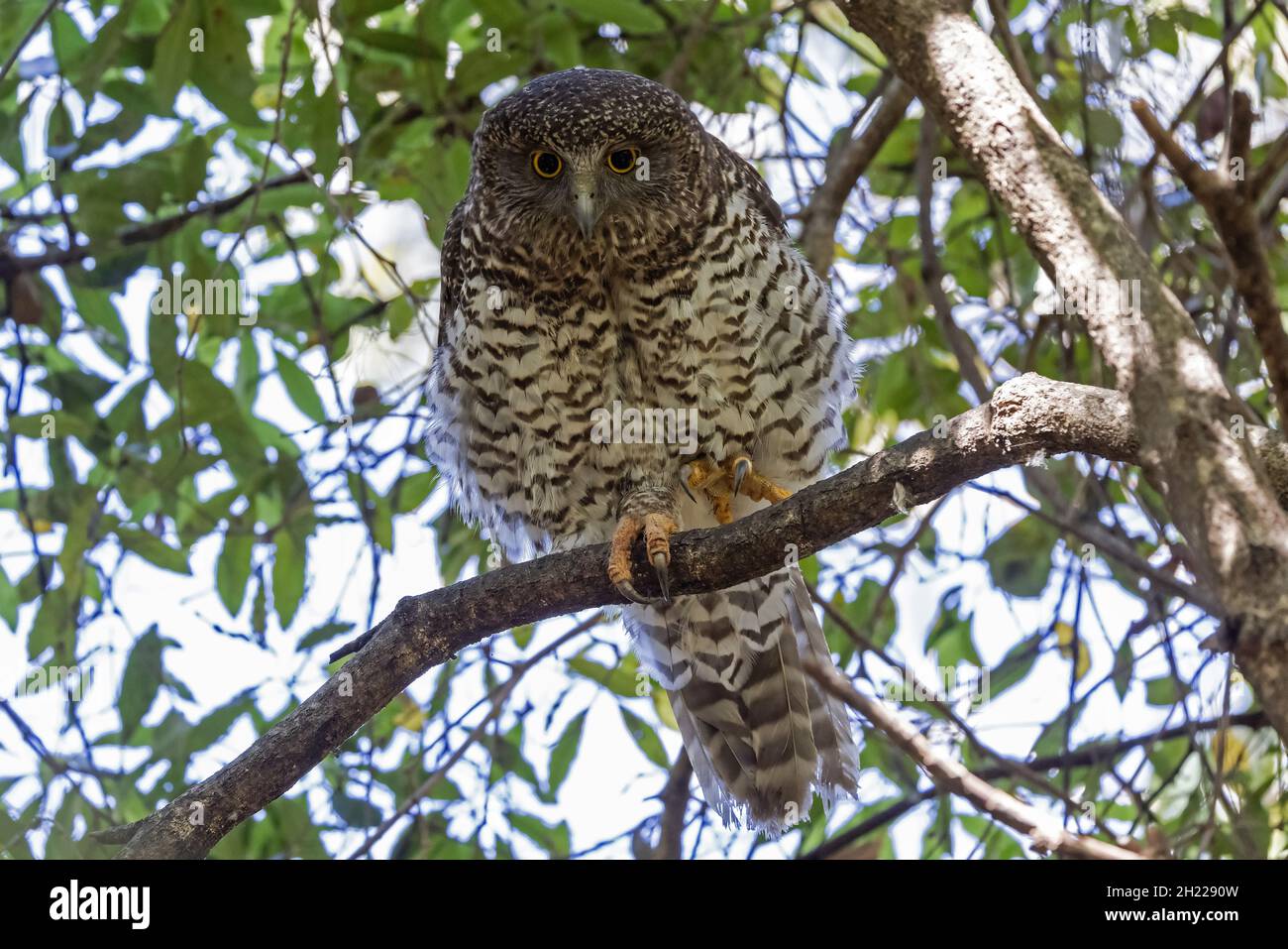 Roosting in tree hi-res stock photography and images - Alamy