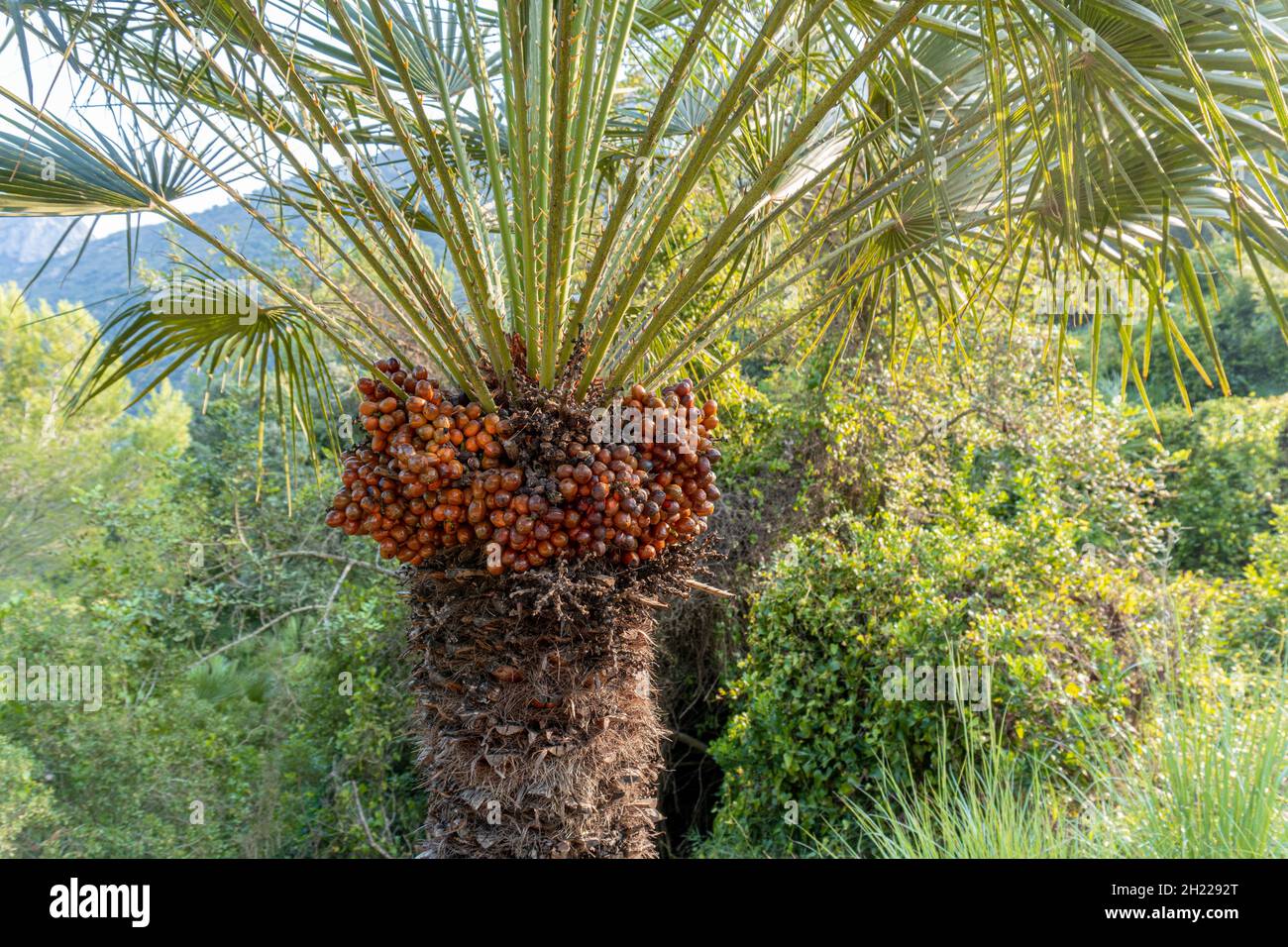 Tropical date palm tree in a forest Stock Photo - Alamy